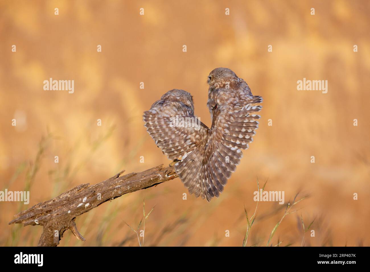 Little owl Israel Stock Photo - Alamy
