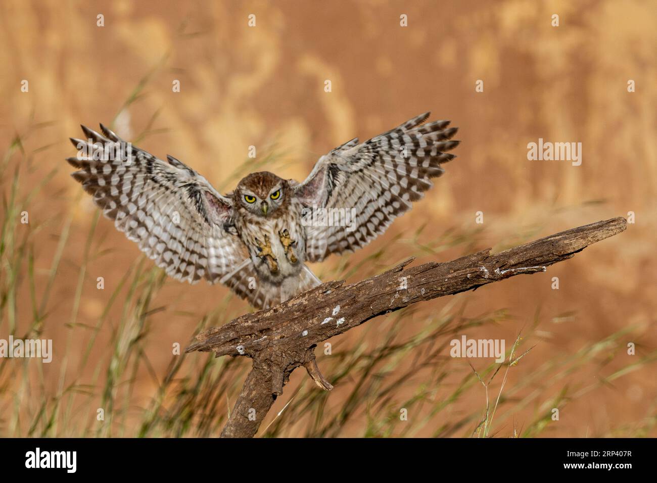 Little owl Israel Stock Photo - Alamy