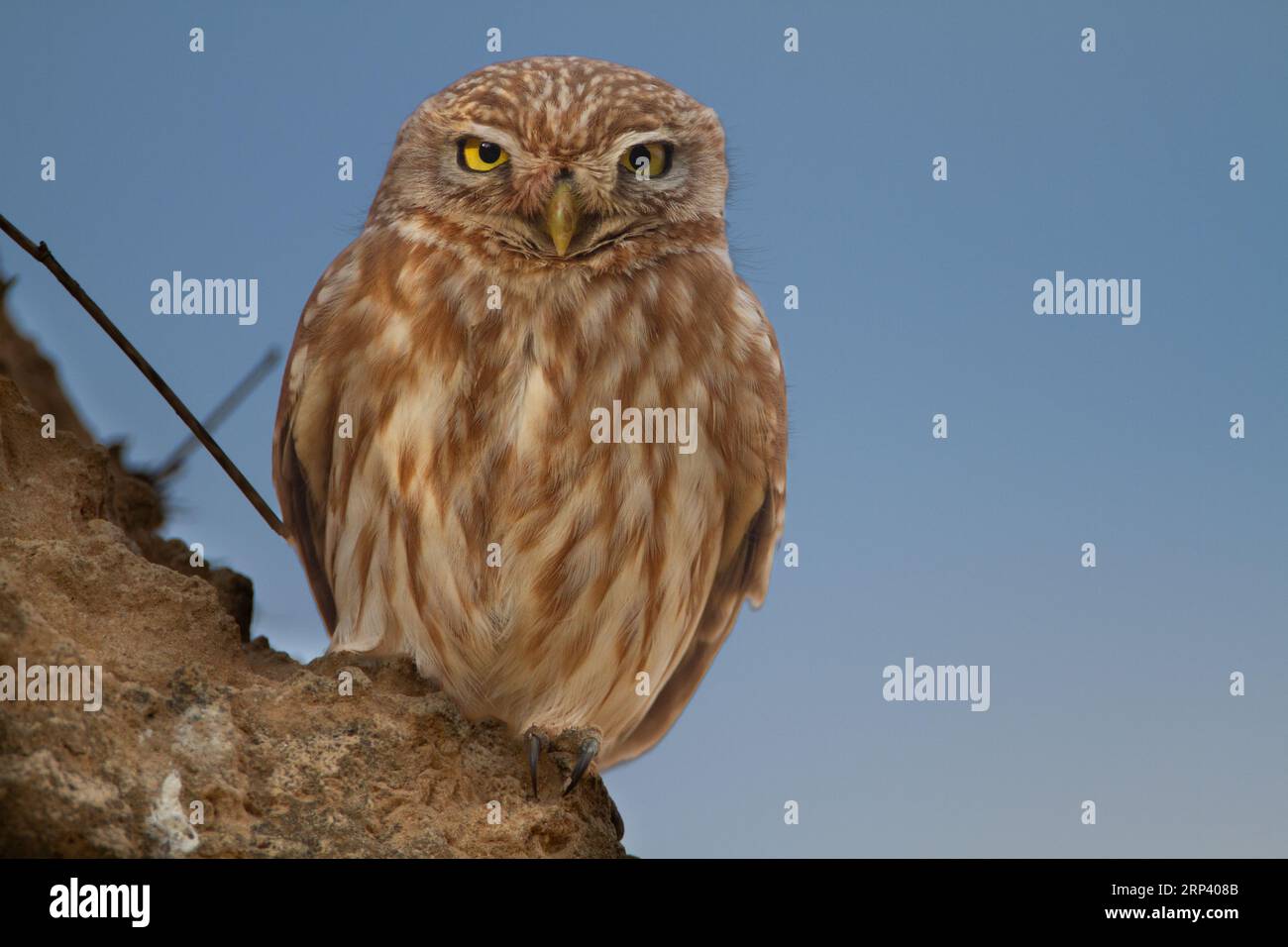 Little owl israel hi-res stock photography and images - Alamy