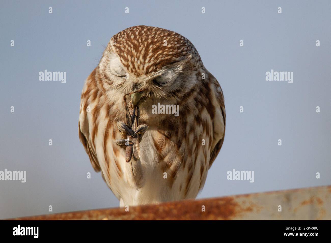 Little owl eating a grasshopper Stock Photo - Alamy