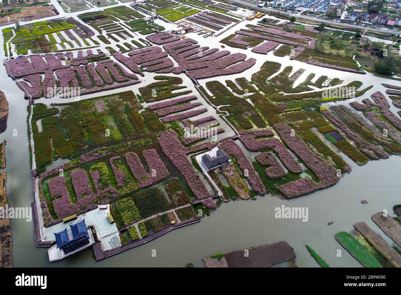 (181020) -- TAIZHOU, Oct. 20, 2018 (Xinhua) -- Flowers bloom at the ...