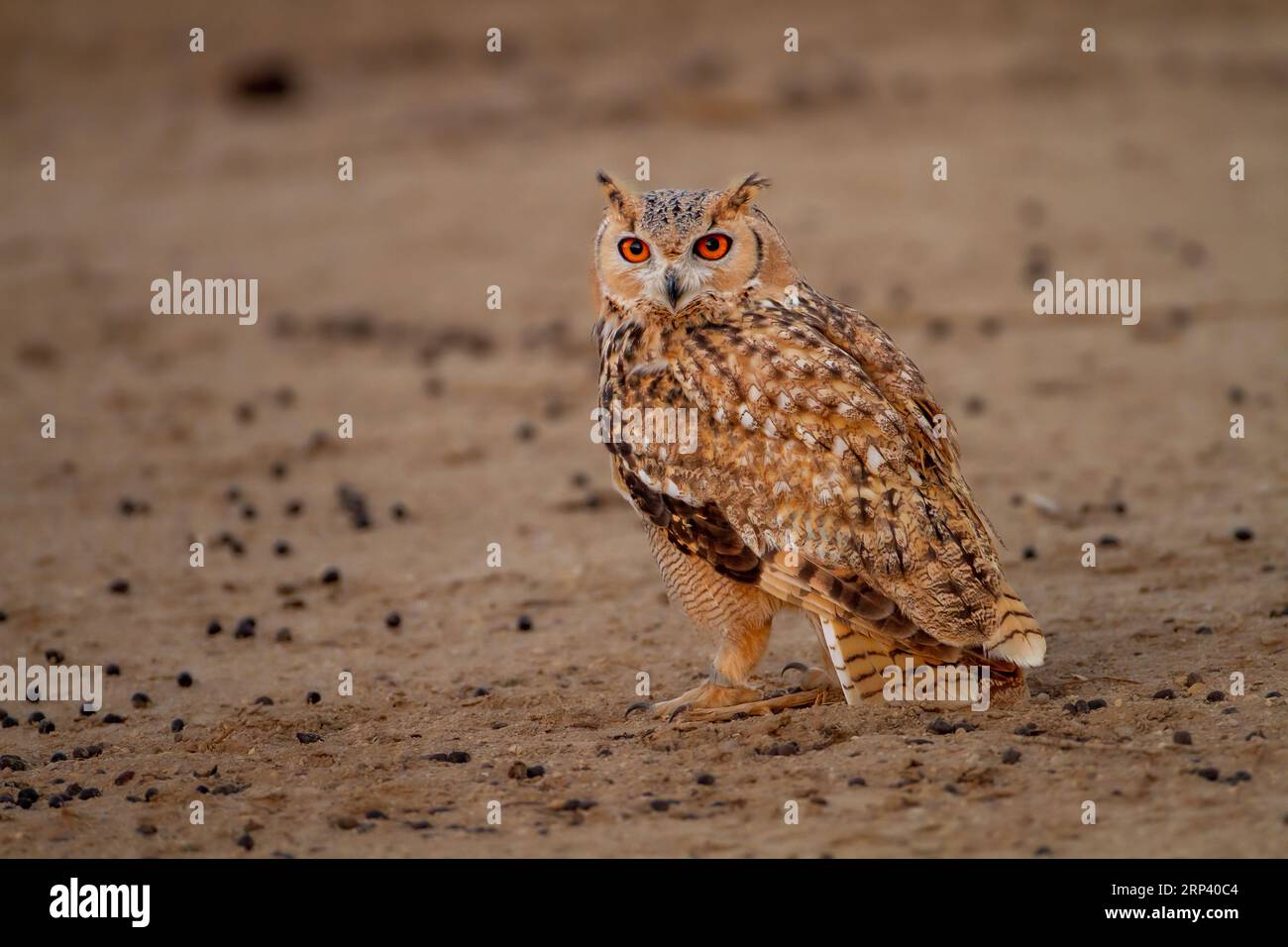 Arabian eagle hi-res stock photography and images - Alamy