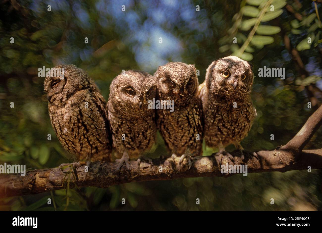 Eurasian scops owl (Otus scops Stock Photo - Alamy