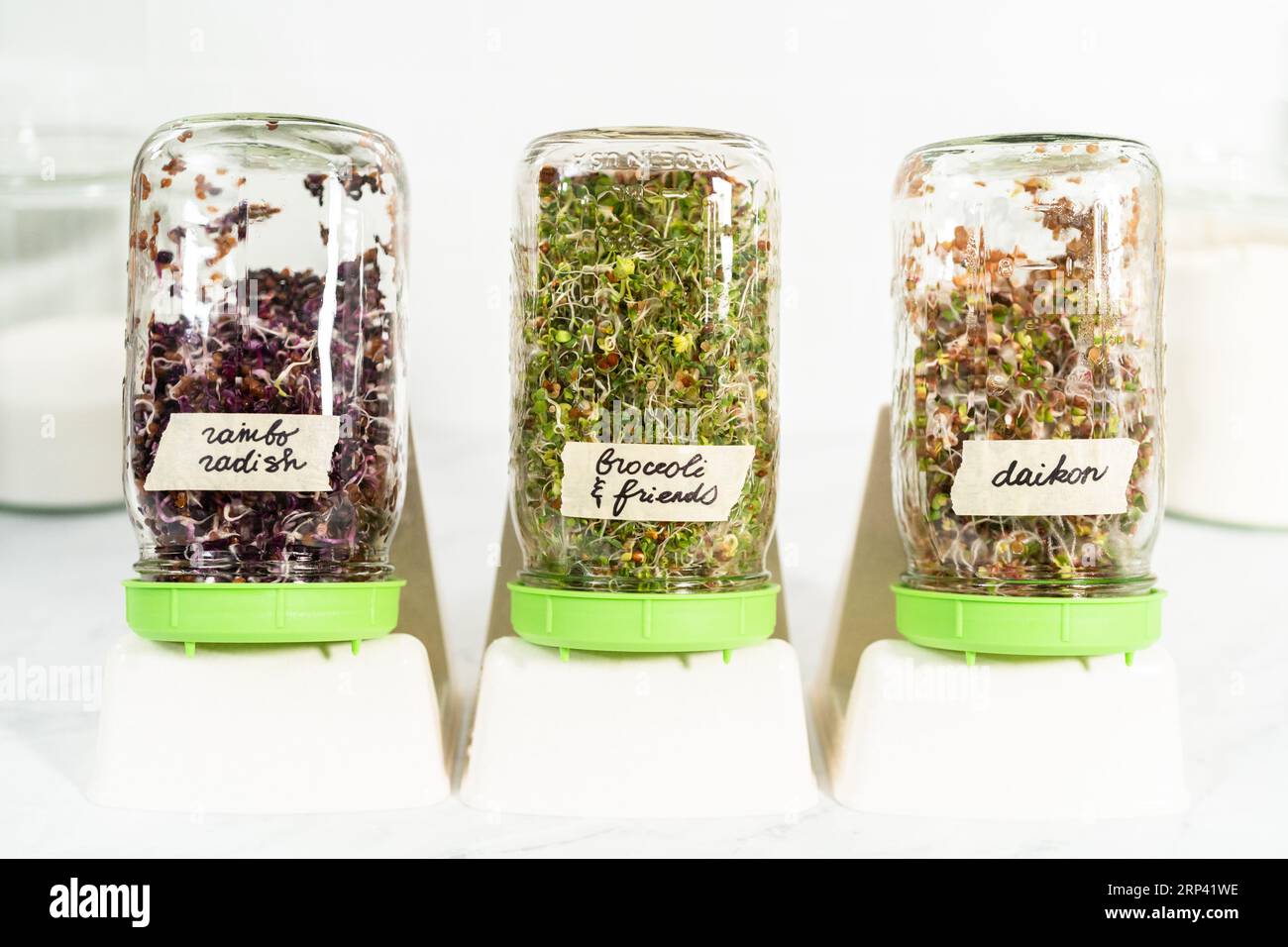 Growing sprouts in a jar Stock Photo - Alamy