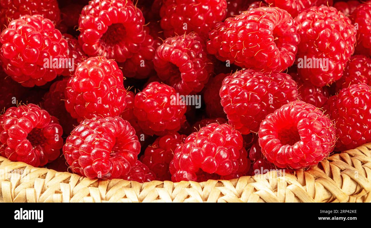 Raspberries harvesting hi-res stock photography and images - Alamy