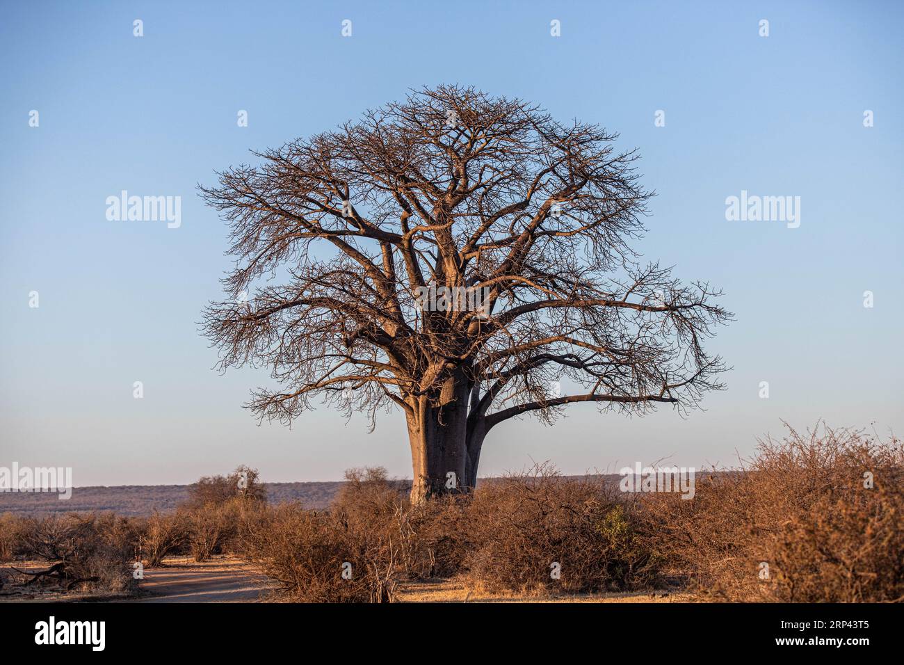 Baobab tree in Victoria falls, Zimbabwe Stock Photo - Alamy