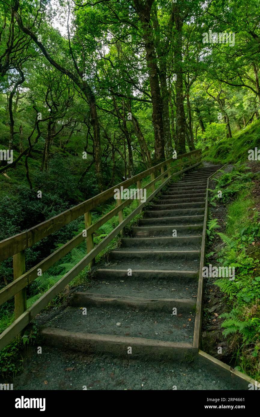 Trail in wicklow forest, Wicklow, Ireland Stock Photo - Alamy