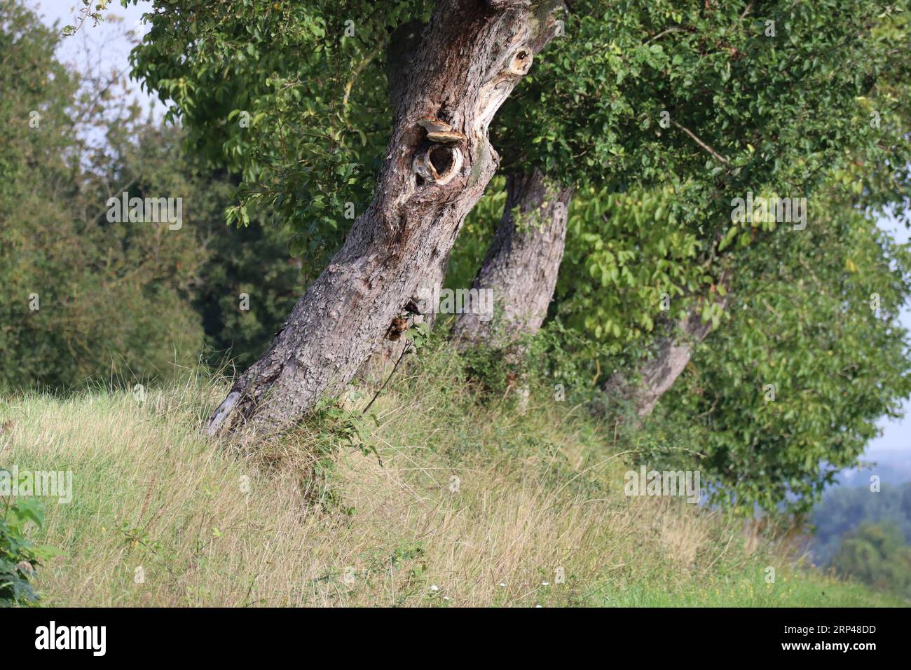 old Pear trees with thick Tree fungi Stock Photo - Alamy