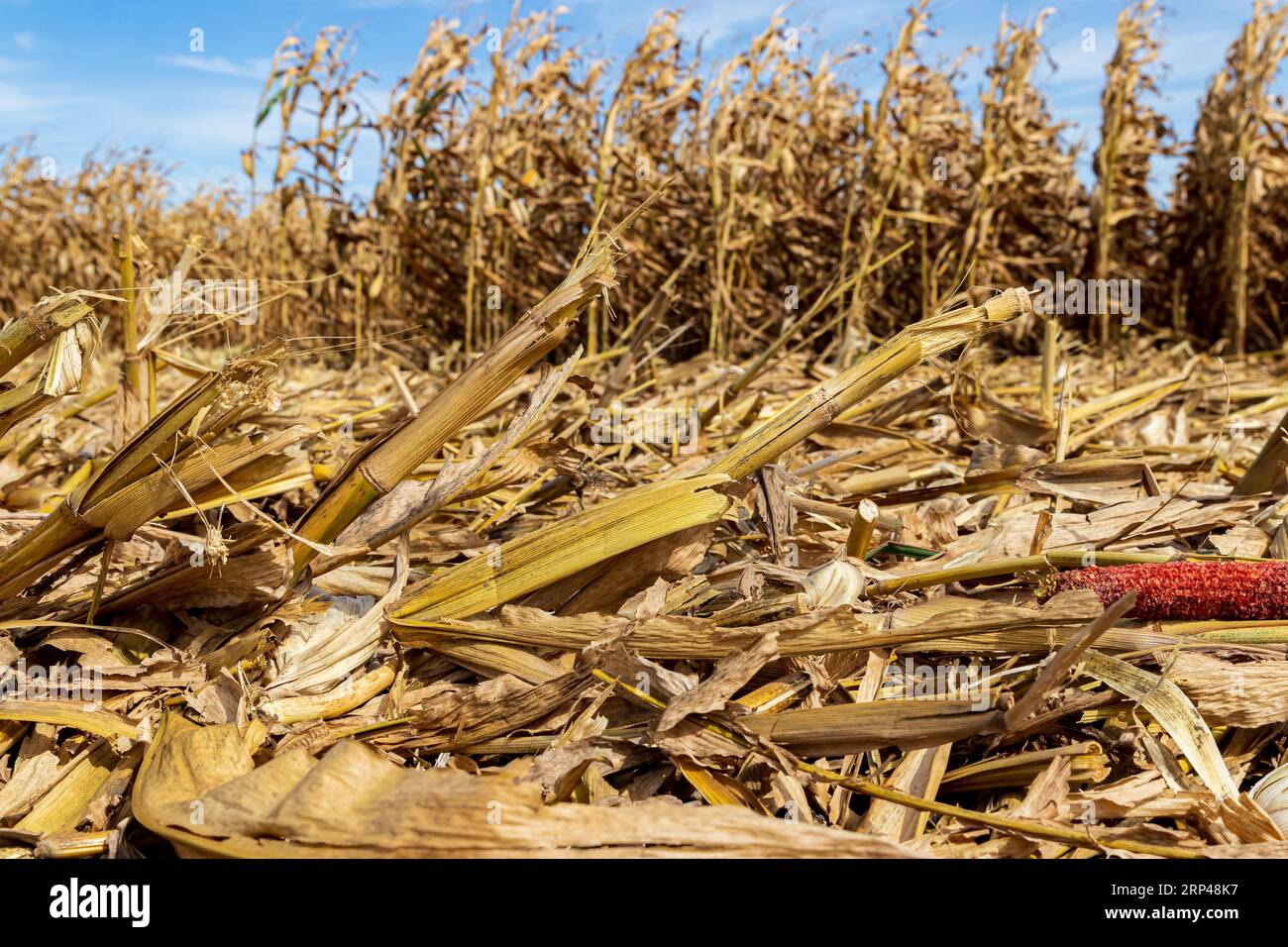 Corn stover hi-res stock photography and images - Alamy