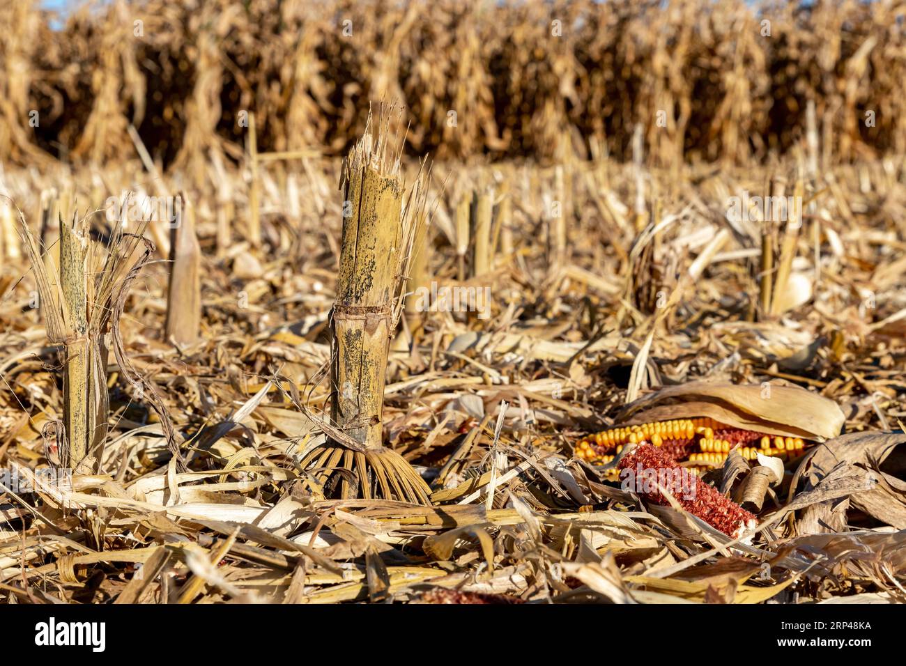 Cornfield during fall harvest with closeup on cornstalks and stover ...
