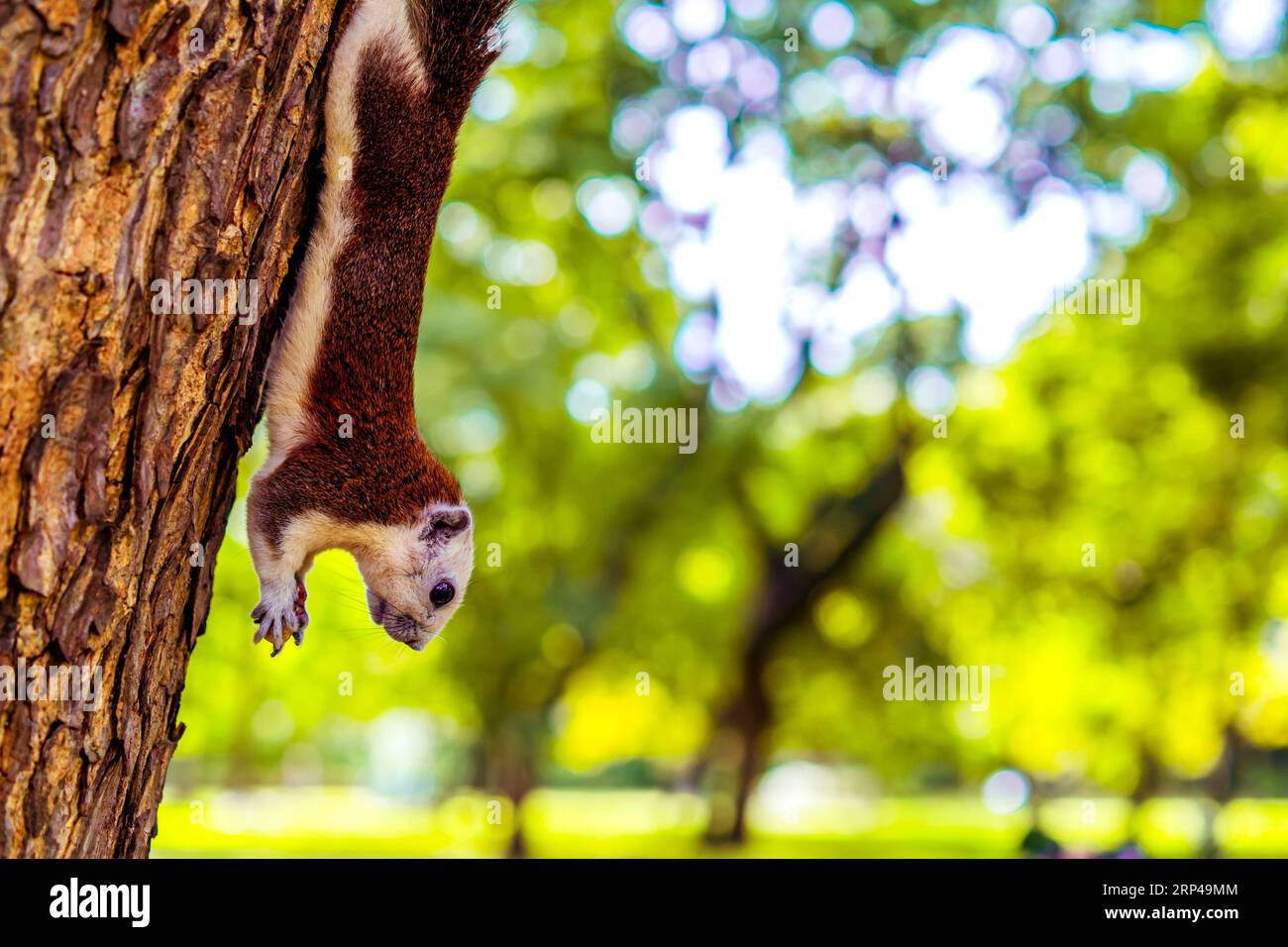 Squirrel Hanging Upside Down with Walnut on Tree Stock Photo - Alamy
