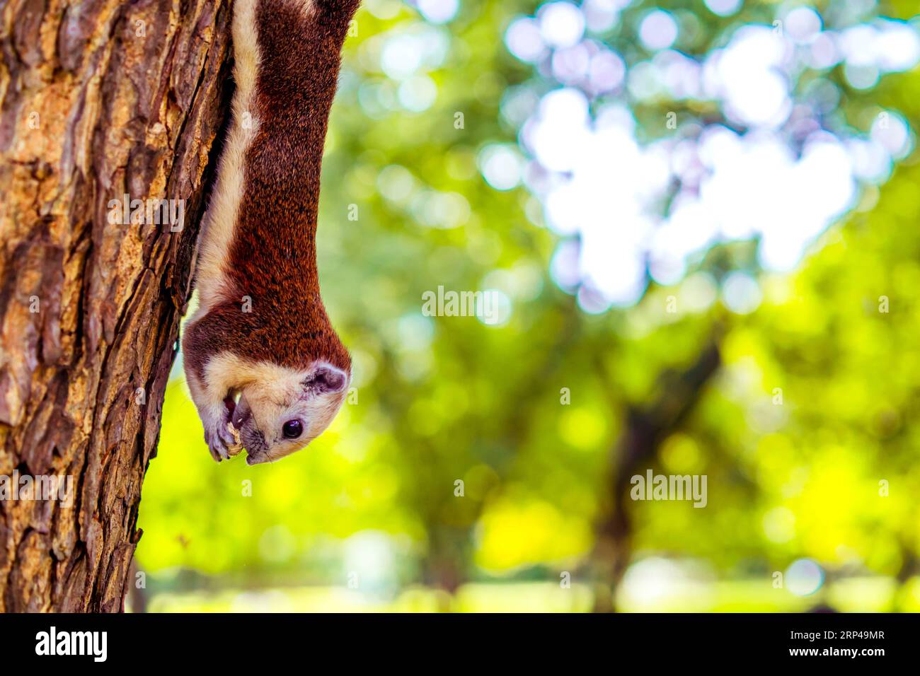 Squirrel Hanging Upside Down with Walnut on Tree Stock Photo - Alamy