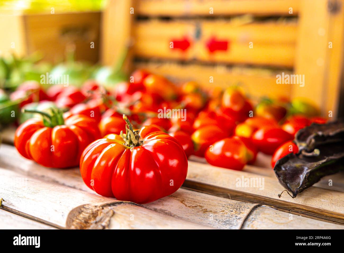 The Tomato Trail: A Tour through Red Tomato Farms Stock Photo - Alamy