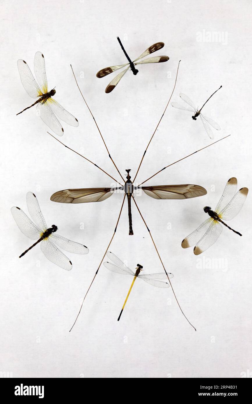 (181103) -- CHENGDU, Nov. 3, 2018 () -- Photo taken on June 16, 2018 ...