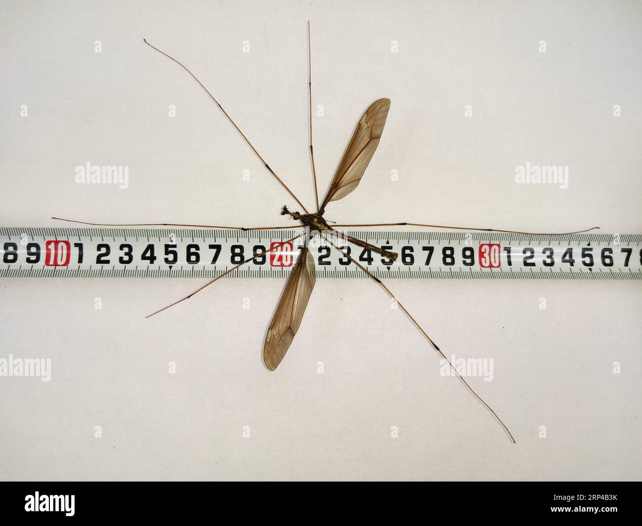 Biggest Mosquito In The World