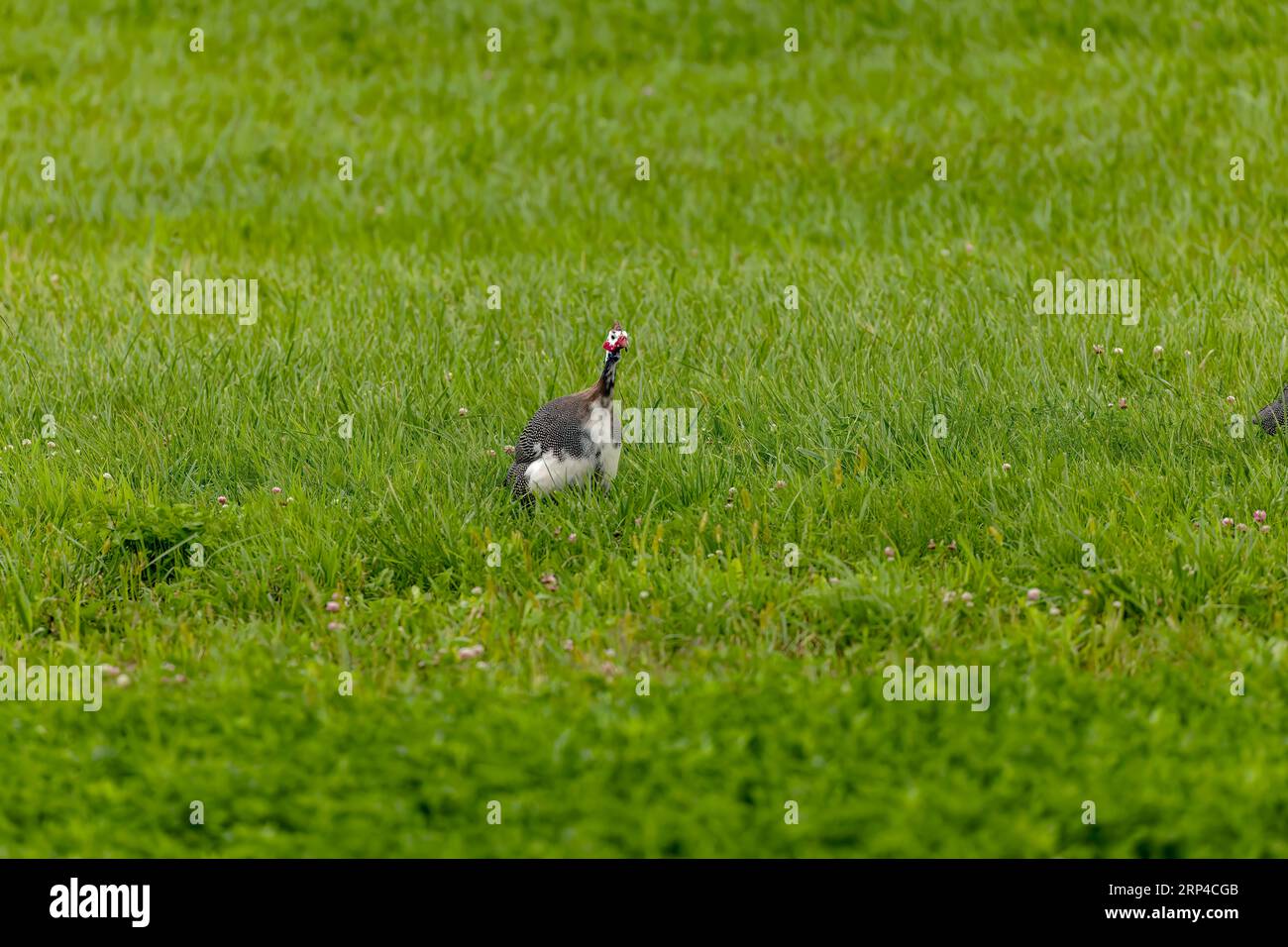 The helmeted guineafowl (Numida meleagris) on a meadow. Native African ...