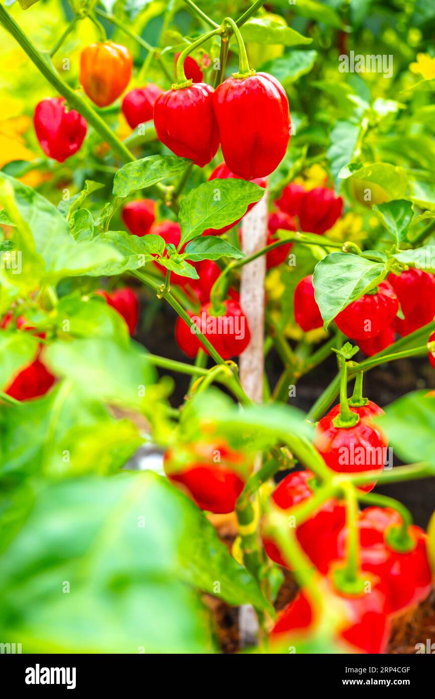 Farm Delights: Exploring the World of Red Tomatoes Stock Photo - Alamy