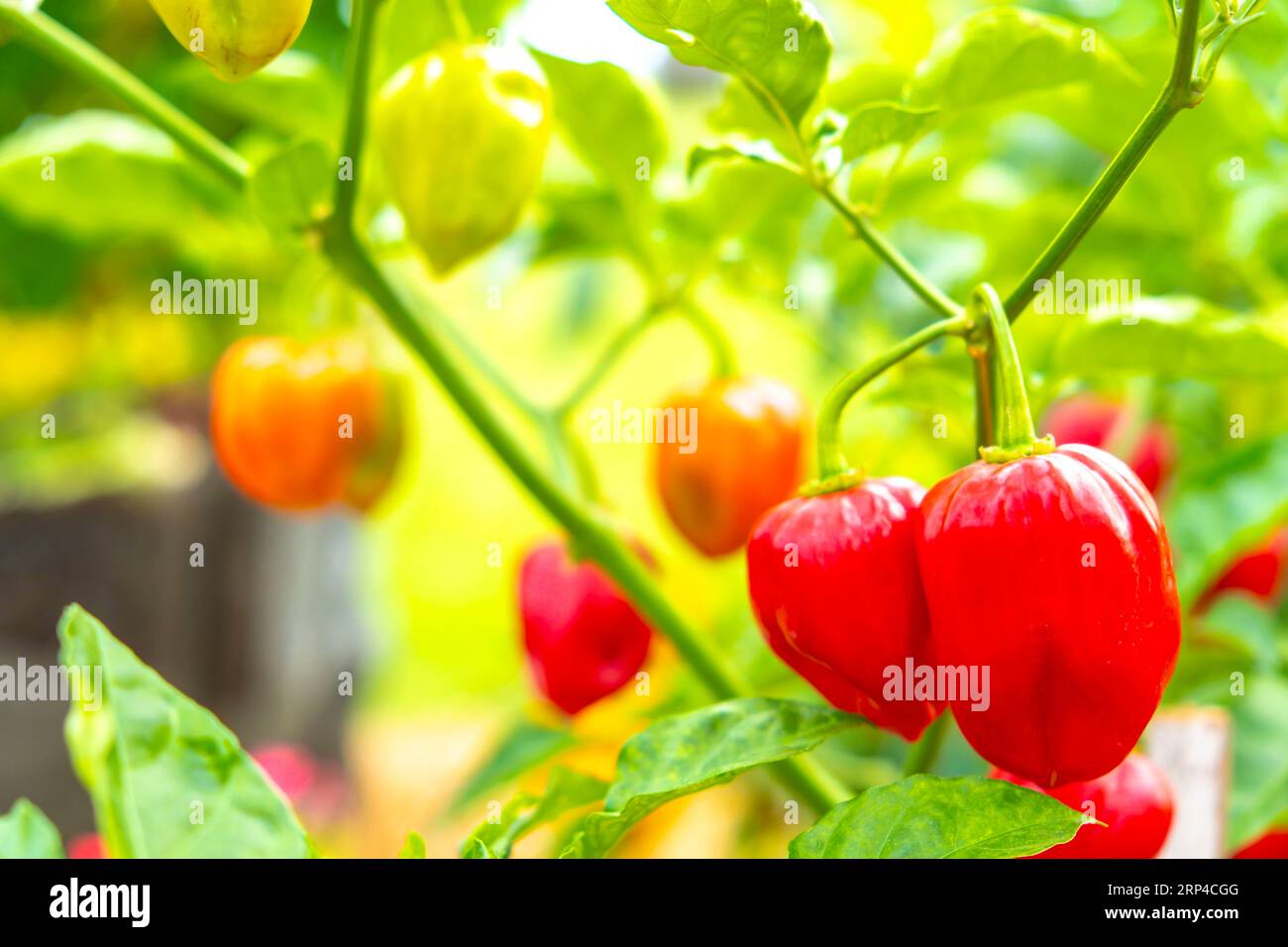 Nature's Gift: Exploring the Red Tomato Farming Process Stock Photo - Alamy