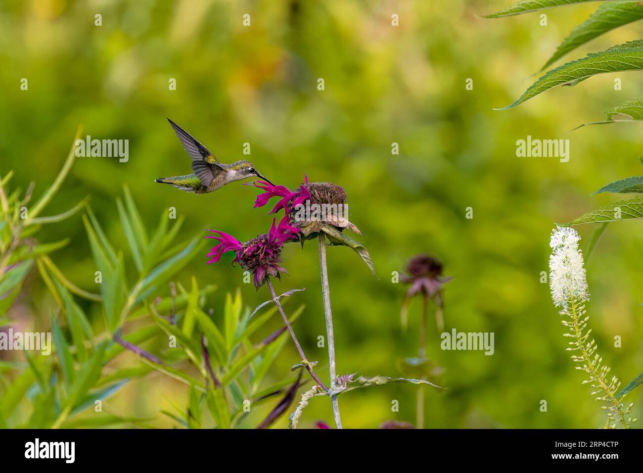 The Ruby-throated hummingbird (Archilochus colubris Stock Photo - Alamy