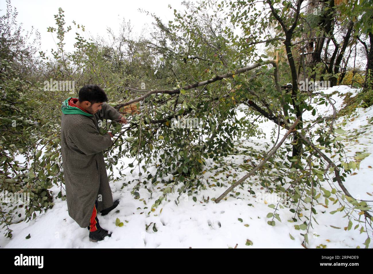 Massive tree damage hi-res stock photography and images - Alamy