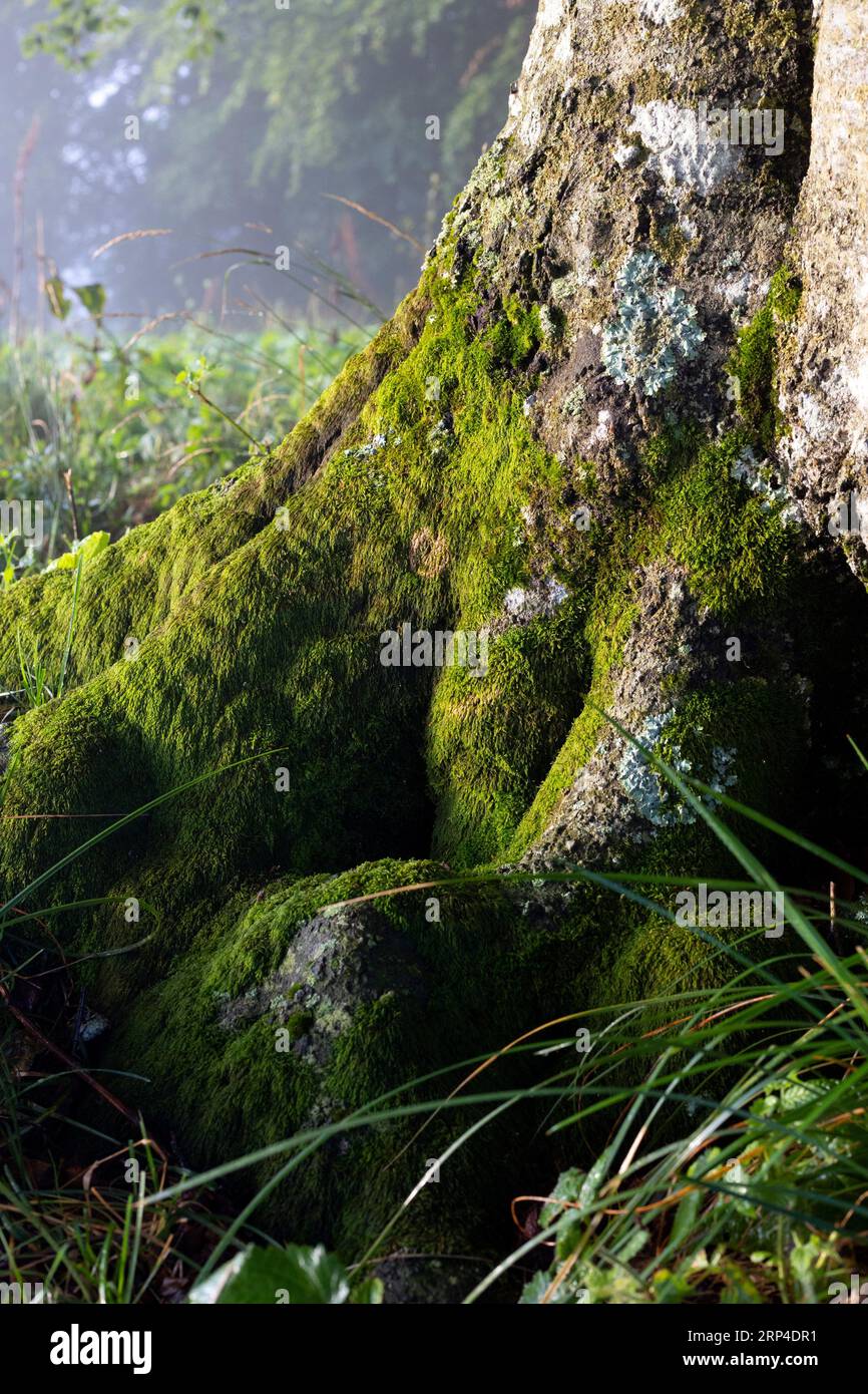fabulous background. moss on the tree Stock Photo - Alamy