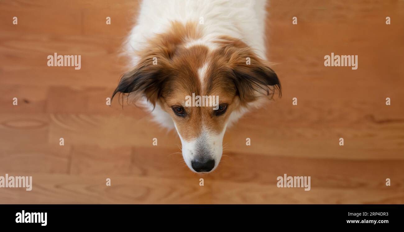 Dog purebred Greek shepherd head, white and brown color on blur wooden ...