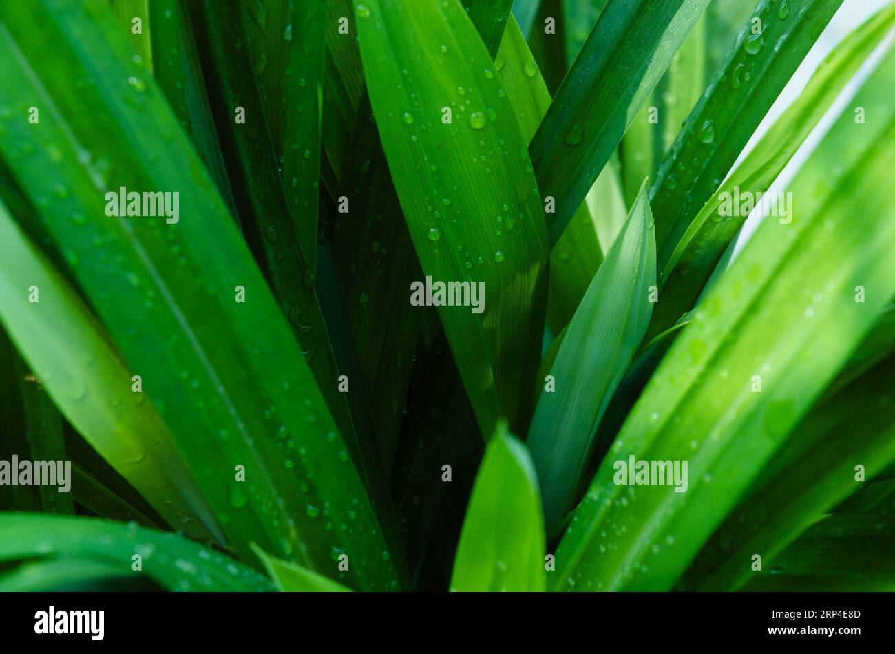 Pandanus or Pandan leaves, Fragrant pandan leaves full of raindrops and ...