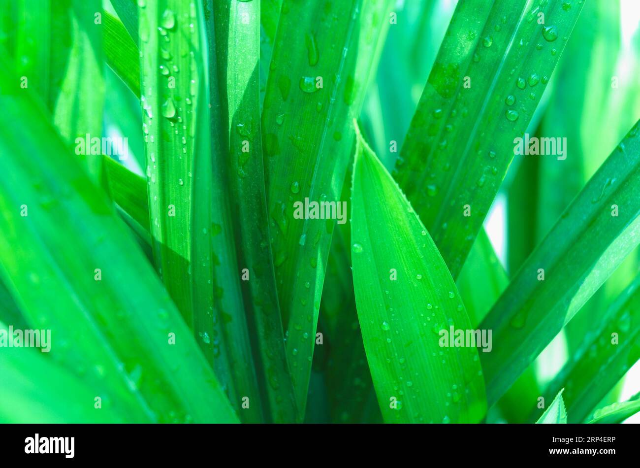 Pandanus or Pandan leaves, Fragrant pandan leaves full of raindrops and ...