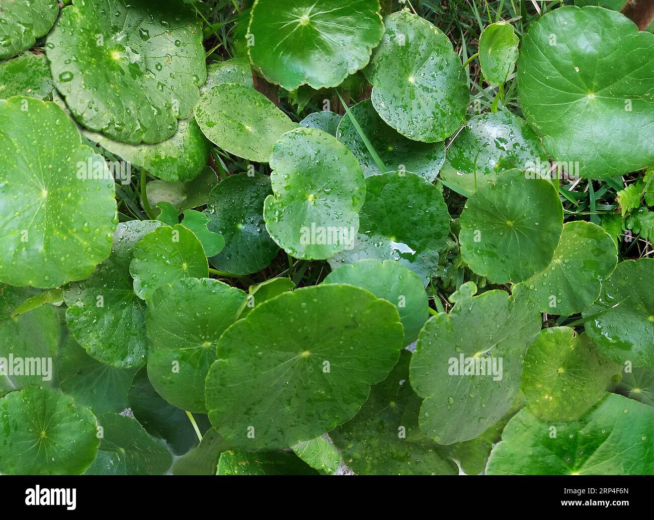 Hydrocotyle umbellata is a weed for medicinal use, popularly known in ...