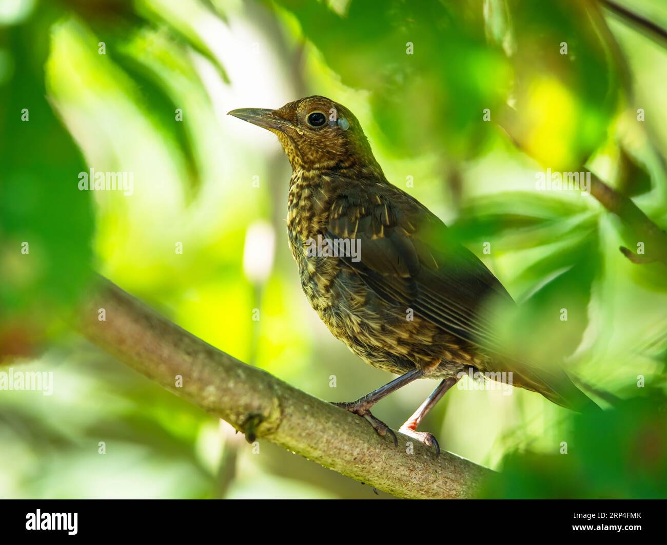 Female of Common Blackbird, Turdus merula, Devon, England Stock Photo ...