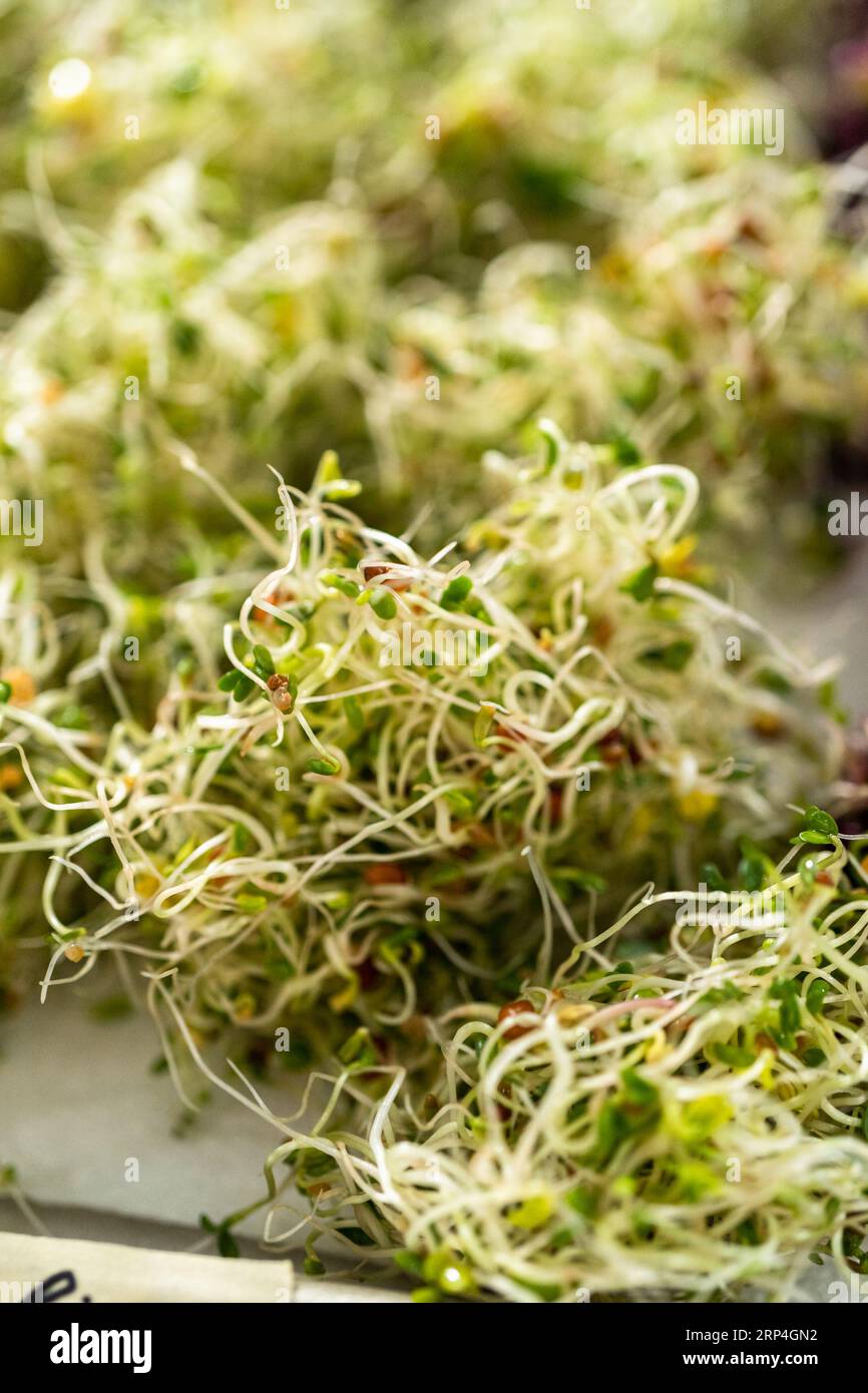 Growing sprouts in a jar Stock Photo - Alamy