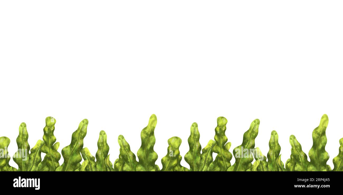 Seamless border made of green seaweed. Underwater tropical flora ...
