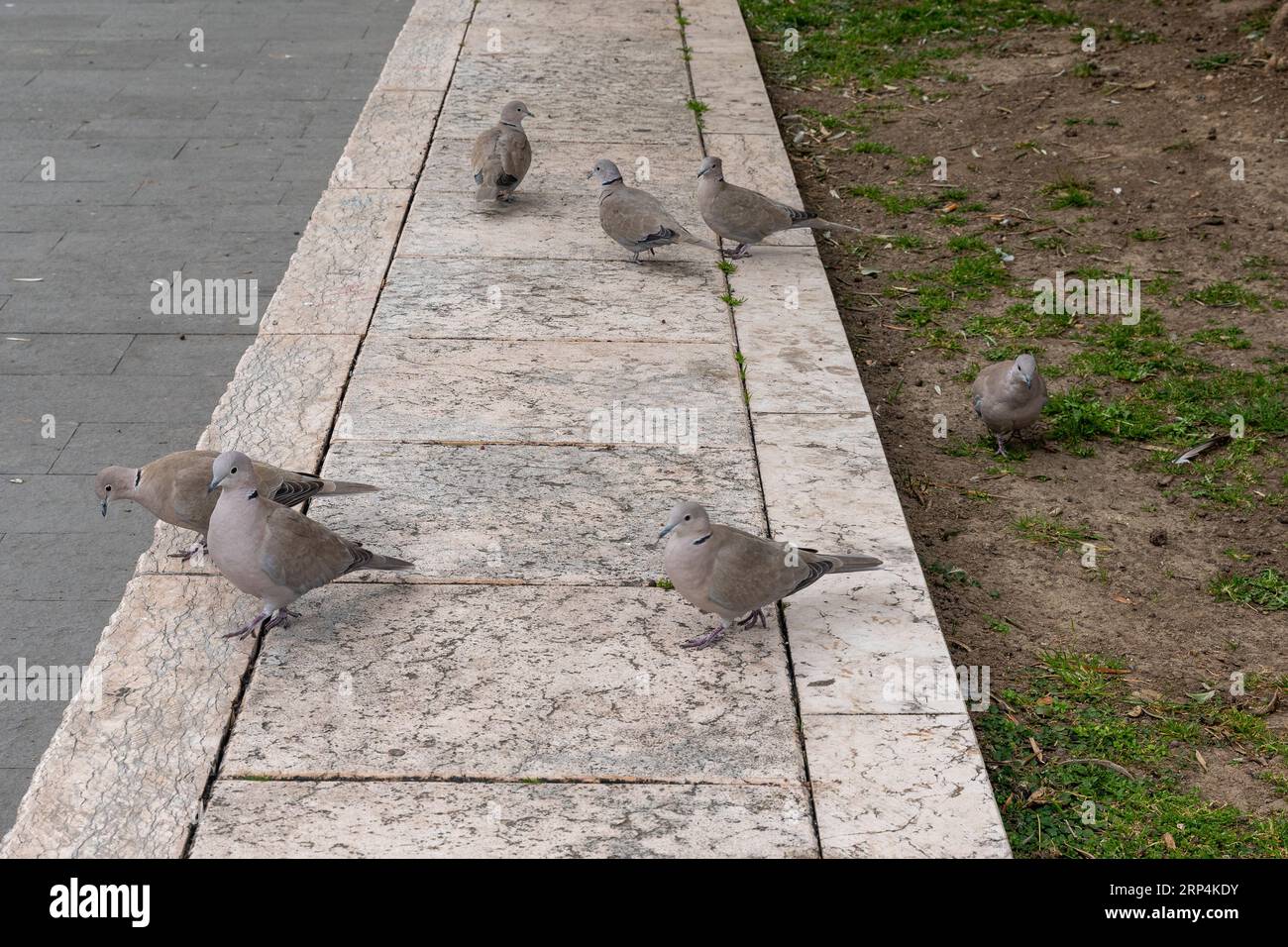 Dove italy hi-res stock photography and images - Alamy