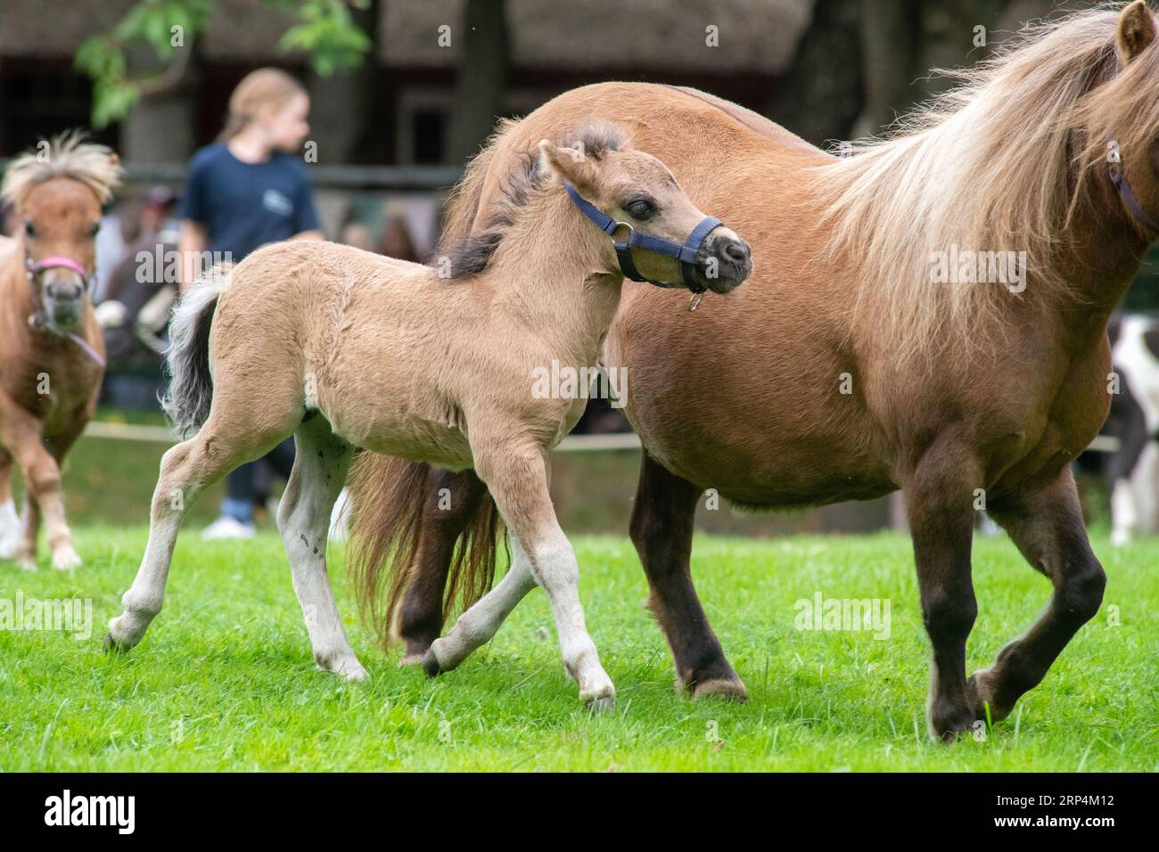 Stralsund, Germany. 03rd Sep, 2023. Shetland pony foal Max jumps across ...