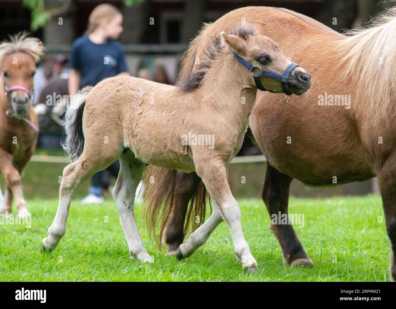 Areas of shetland hi-res stock photography and images - Alamy