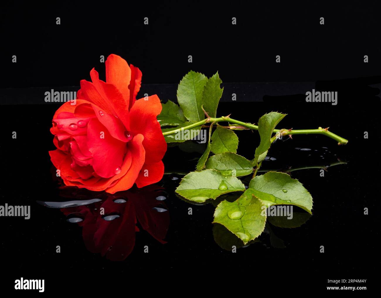 A close up of a single red rose on a black background with water ...