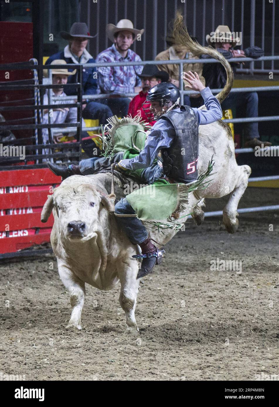 (181112) -- TORONTO, Nov. 12, 2018 (Xinhua) -- Cowboy Chad Hartman of ...