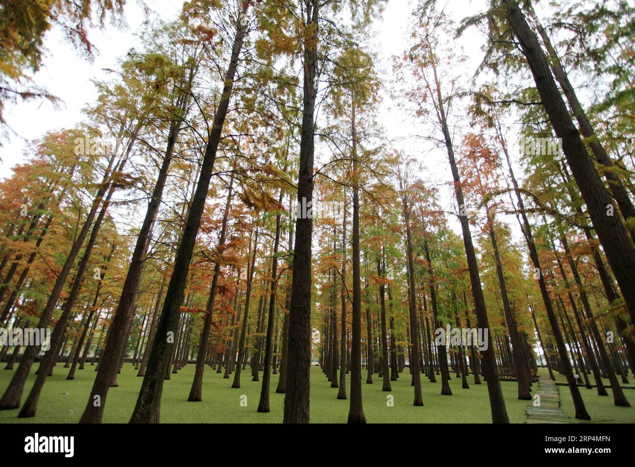 Yangzhou luyang lake wetland park hi-res stock photography and images ...