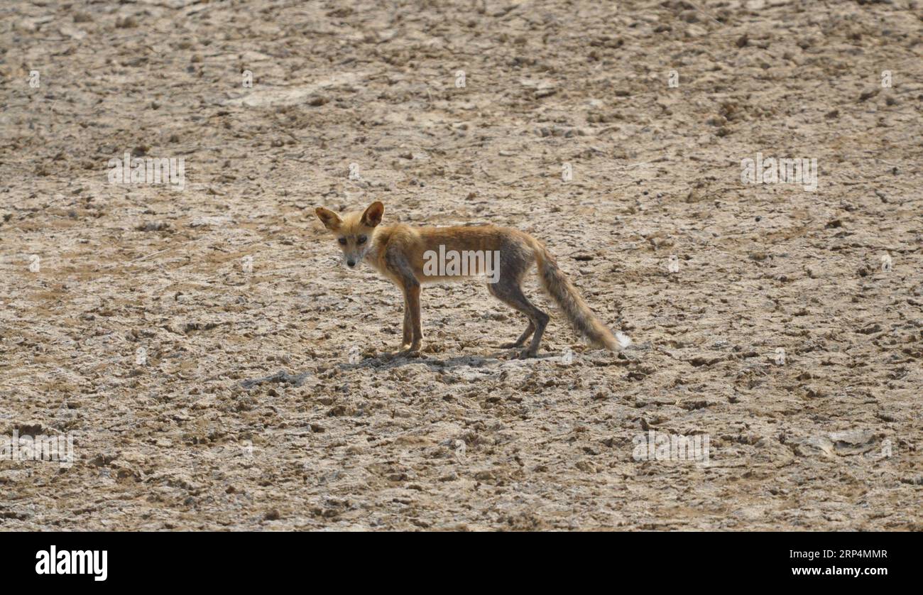 Trans caucasian fox hi-res stock photography and images - Alamy