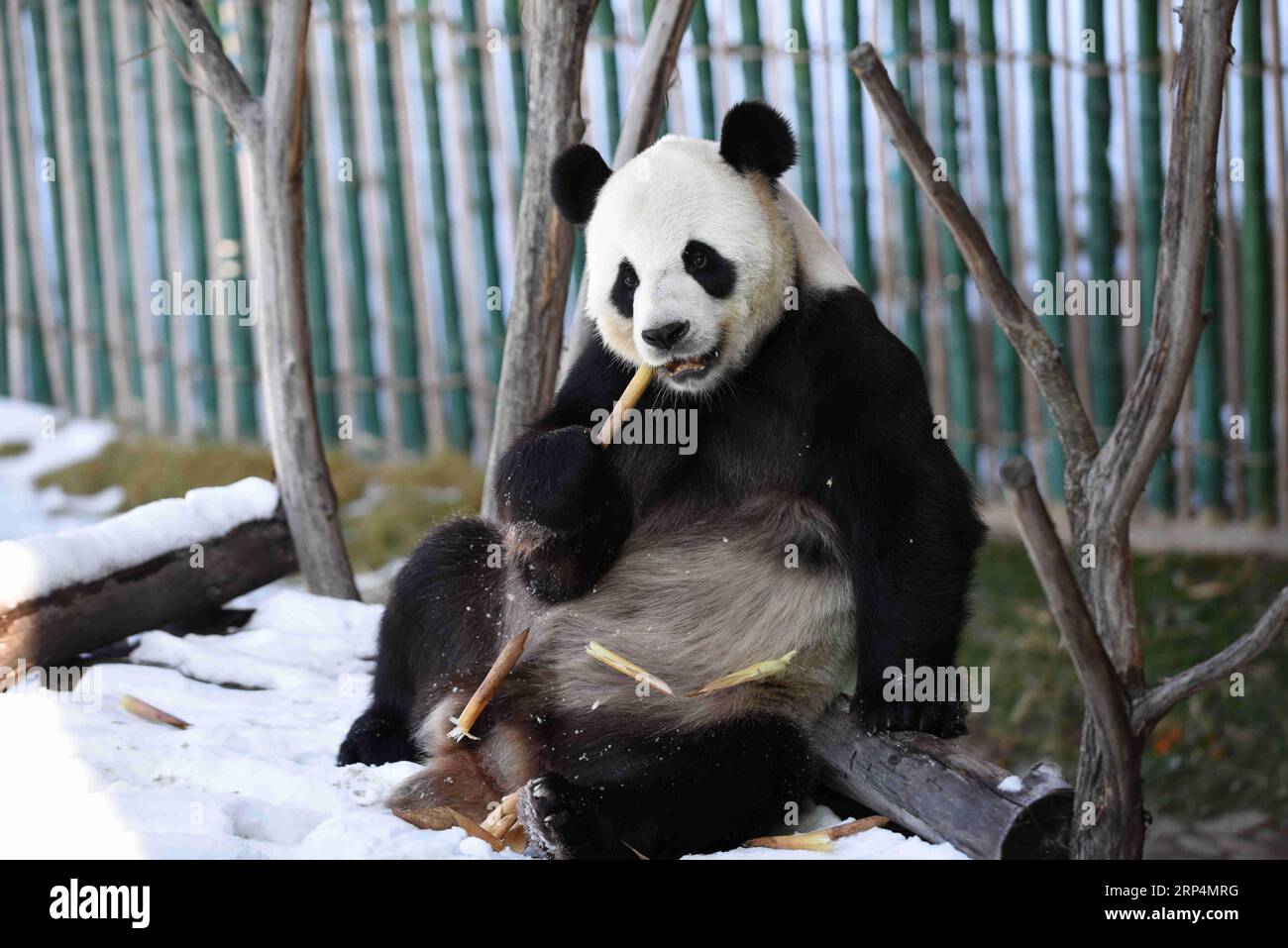 Male and female panda bamboo hi-res stock photography and images - Alamy