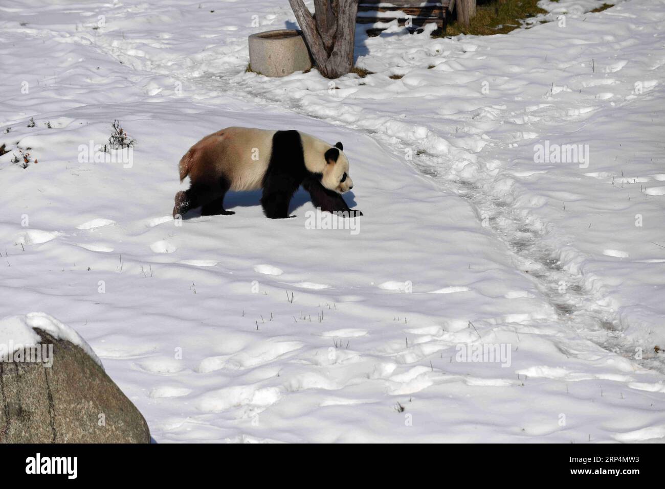 (181113) -- HARBIN, Nov. 13, 2018 -- Giant panda Youyou walks on snow ...