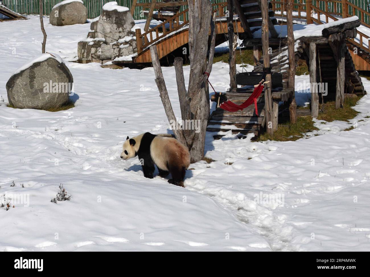 (181113) -- HARBIN, Nov. 13, 2018 -- Giant panda Youyou walks on snow ...