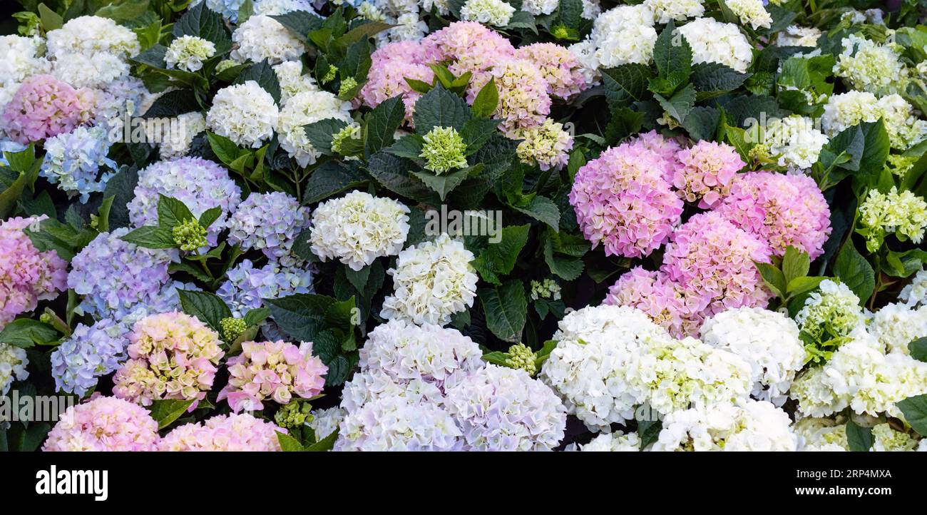 Hydrangea hortensia. Pastel color blossom, blooming seasonal flower ...
