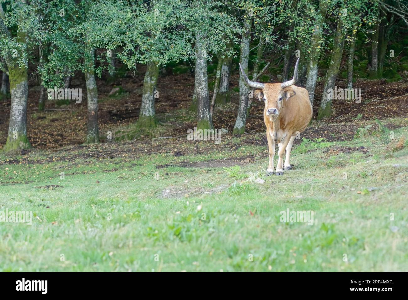 Hogh mountain semi wild pure bread cow from Peneda Geres National Park ...