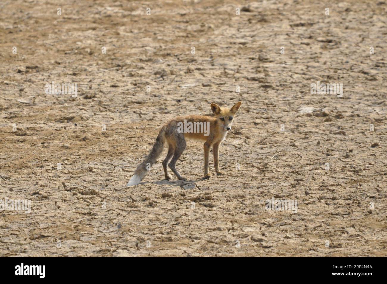 Trans caucasian fox hi-res stock photography and images - Alamy