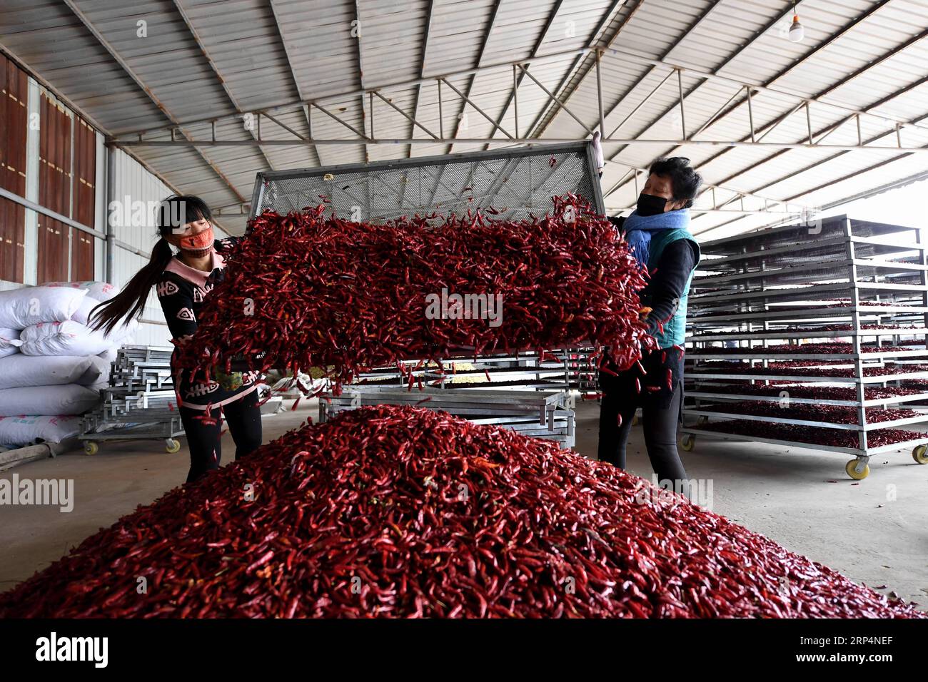 Production of chillies hi-res stock photography and images - Alamy
