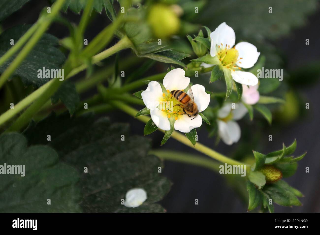 Sunxzhongzhe hi-res stock photography and images - Alamy