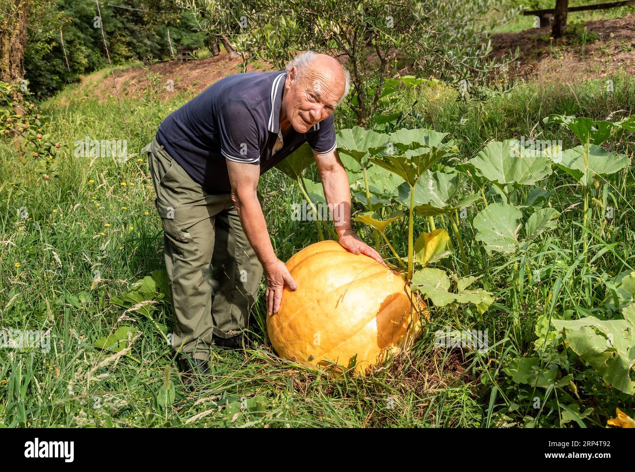 Elderly man with big yellow pumpkin in the vegetable garden Stock Photo ...