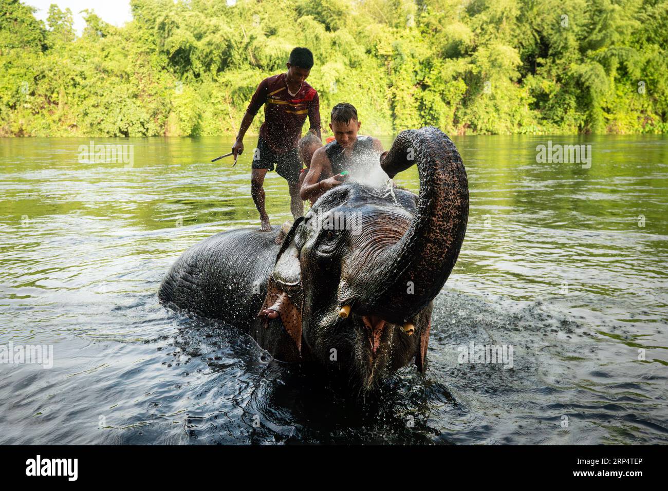 Big elephant bathing in the river and spraying himself with water ...
