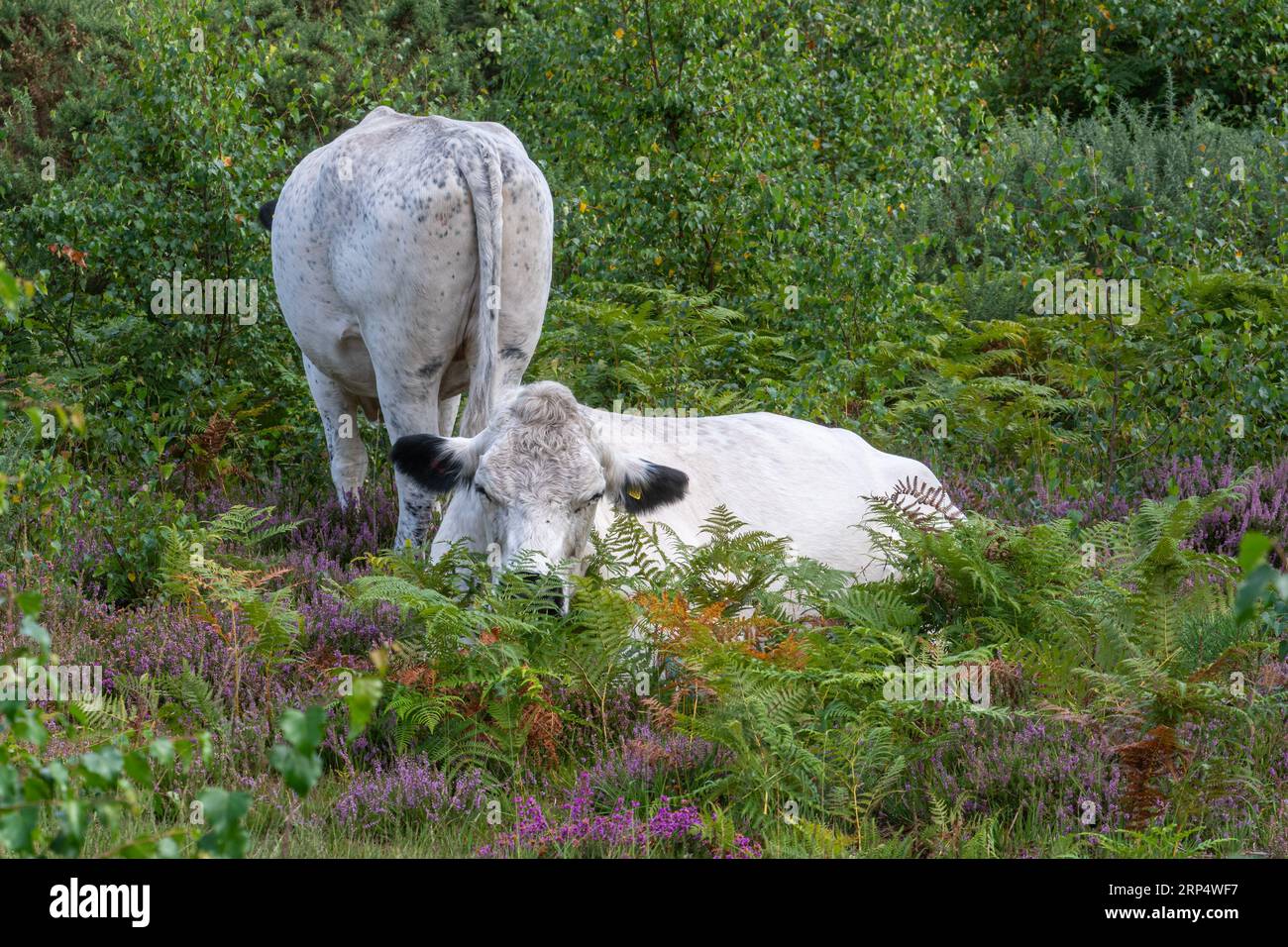 British white cows, cattle breed, cow, grazing lowland heath habitat ...